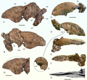 Paleontologists Find Rare Skull of Extinct Flightless Bird | Sci.News