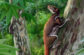 Mixodectes pungens: Enigmatic Mammal from Early Paleocene was Claw ...
