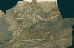 New Pterosaur Species Discovered in China: Darwinopterus camposi | Sci.News