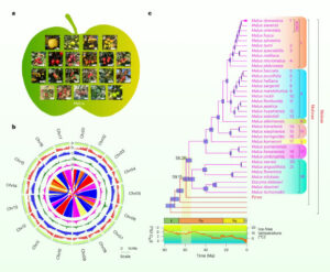 New Genomic Analysis Reveals Evolution and Diversity of Apple Genus ...