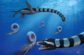 Paleontologists Identify Strange New Species of Elasmosaur: Traskasaura ...