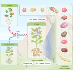 Potato Evolved from Tomato Plants 8-9 Million Years Ago, New Research ...