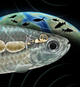 Oceanic Fish Transitioned to Freshwater Multiple Times, Paleontologists ...