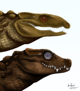 55-Million-Year-Old Crocodile Eggshells Found in Australia | Sci.News