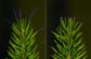 Scientists Observe Electrical Discharges on Trees under Thunderstorms ...