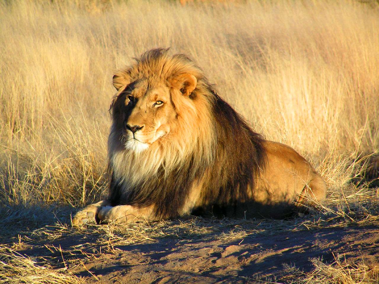 New Genetic Study Reconstructs Distribution History Of Lion Sci News New Genetic Study Reconstructs Distribution History Of Lion Sci News