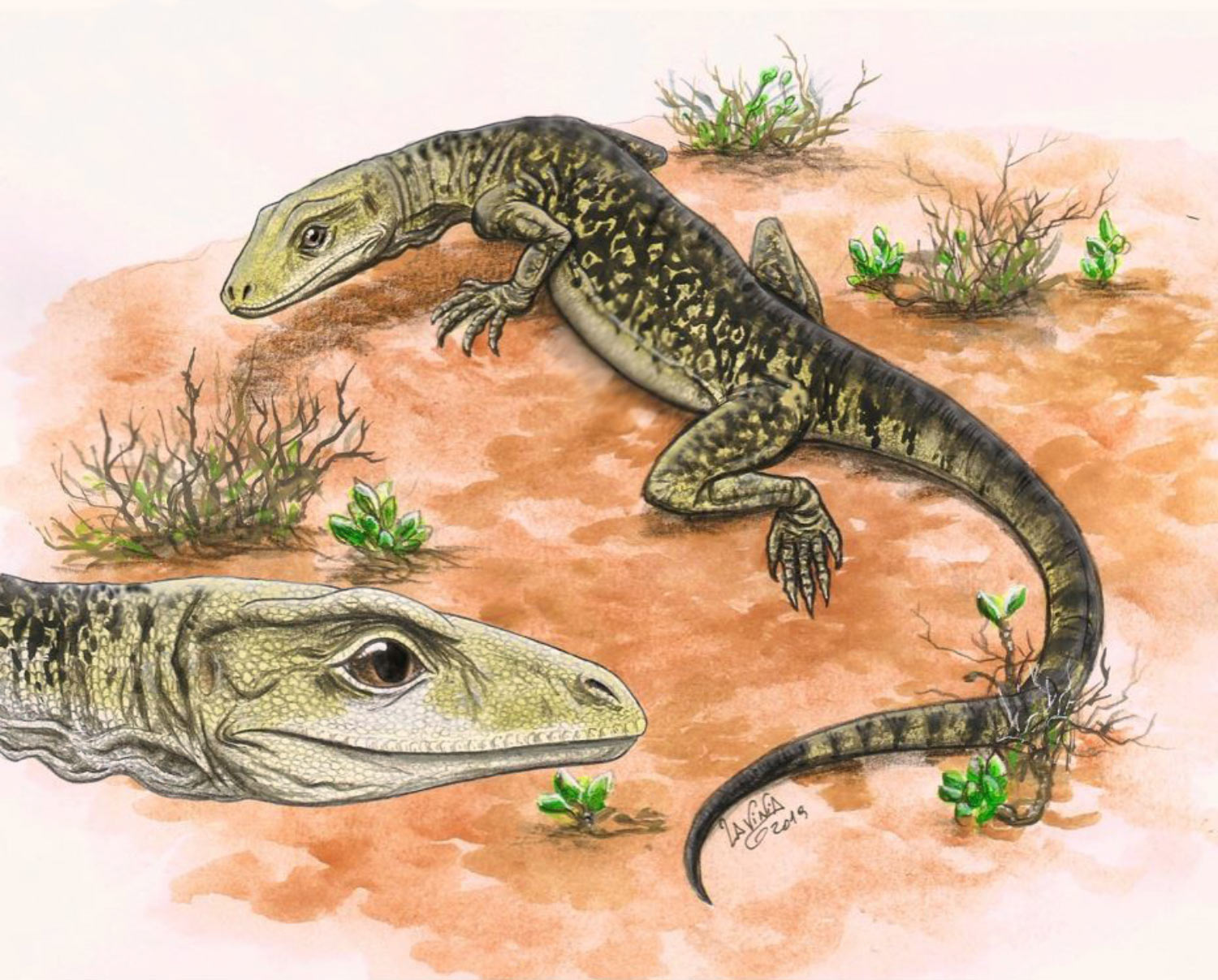 Some Species That Have Never Been Suggested New Species Page 8