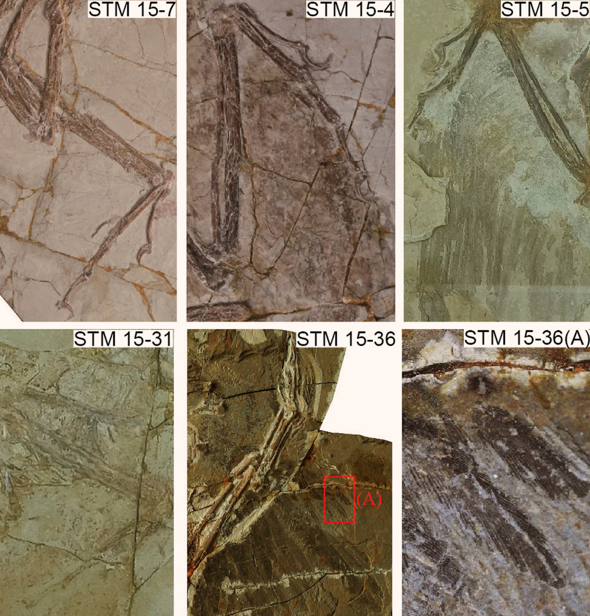 Fossilized Feathers Of Early Cretaceous Bird Shed More Light On Jehol 