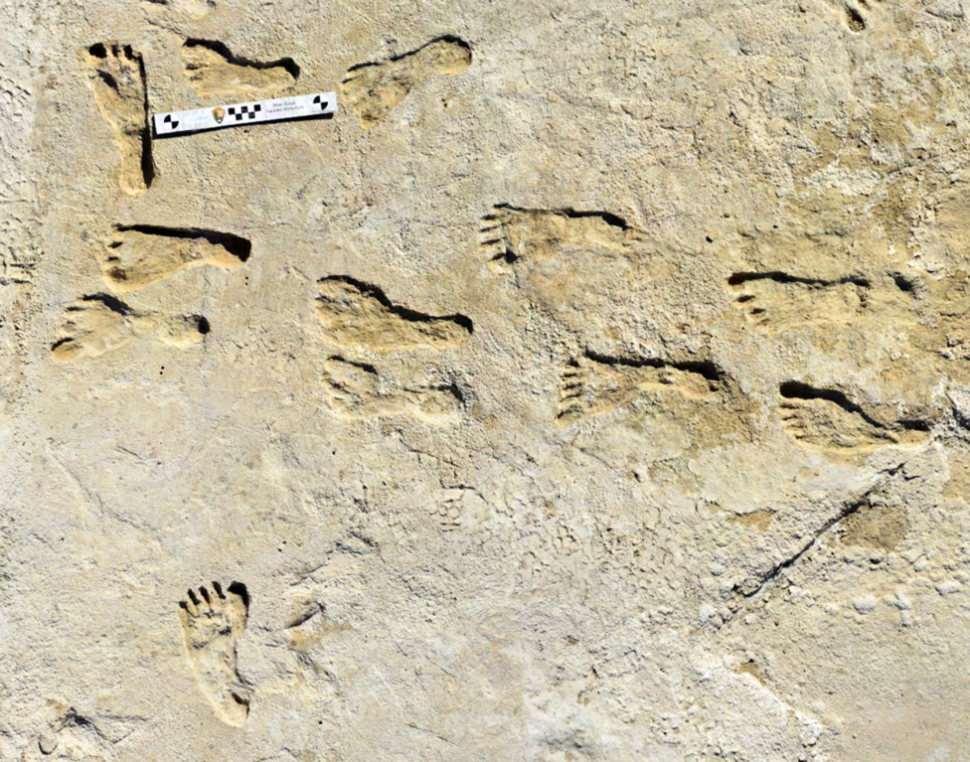 Longest Dinosaur Tracks Ever Found Discovered During Texas Drought