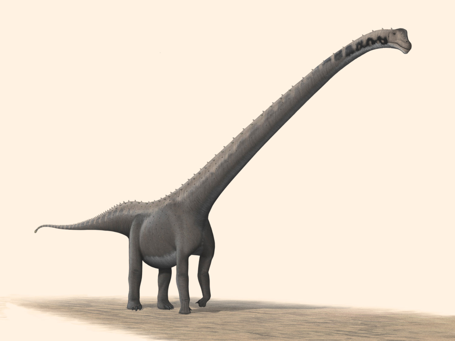  11 2023 17 What Is The Long Neck Dinosaur Called Full Guide