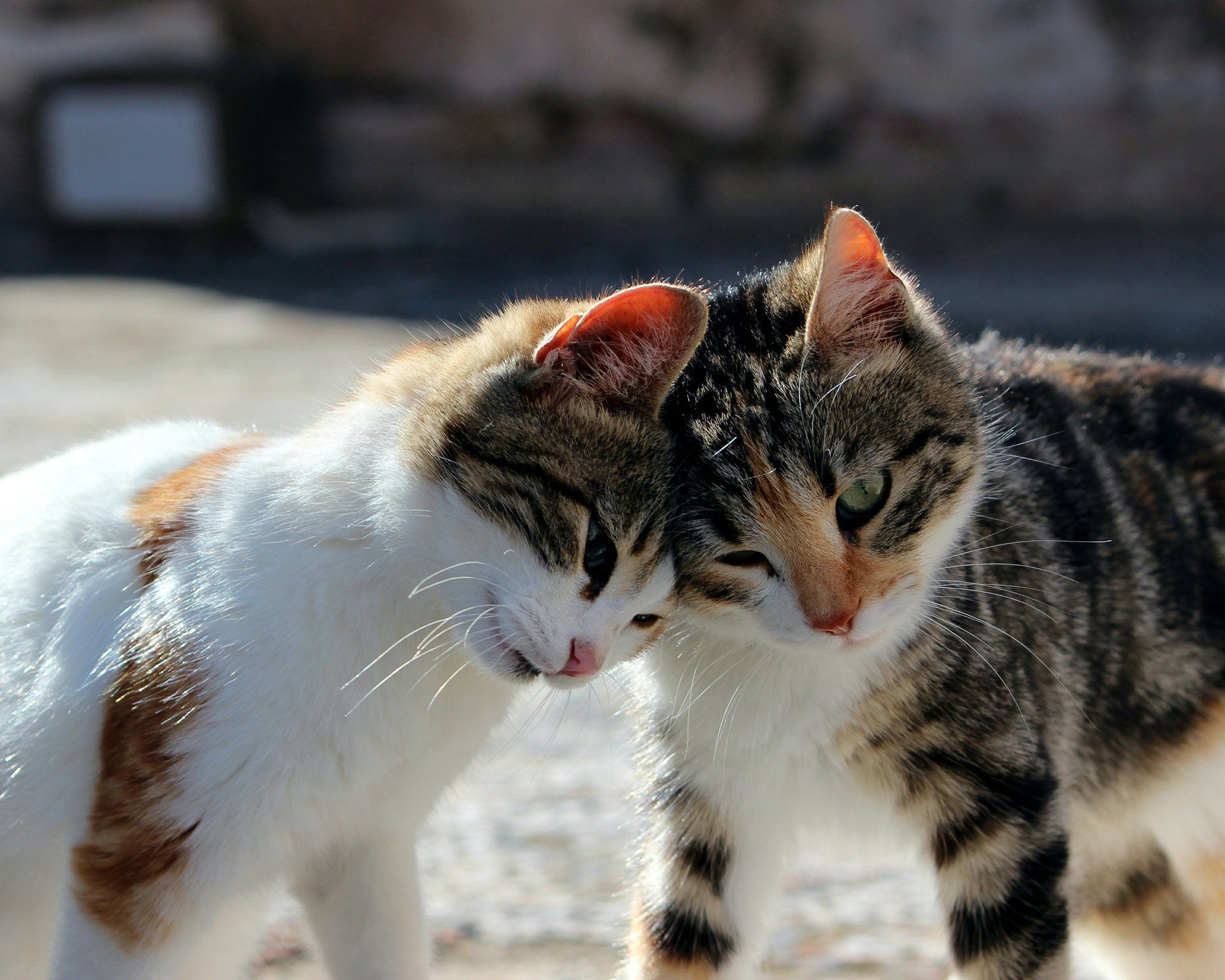 Cats Learn Names Of Their Feline Friends New Study Shows Sci News Cats Learn Names Of Their Feline Friends New Study Shows Sci News